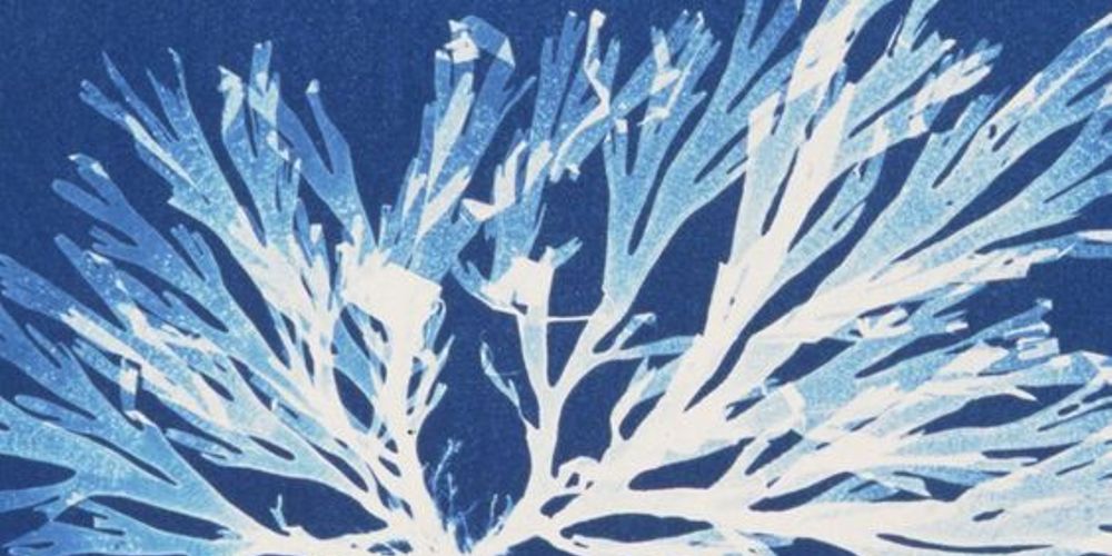 Anna Atkins: Cyanotype Impressions | Explore Meural's Permanent Art ...
