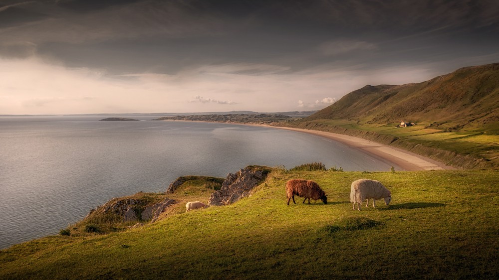 Sheep at Rhossili Bay | Explore Meural's Permanent Art Collection ...