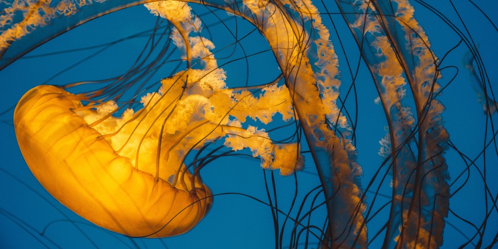 Luminous Sea Life | Explore Meural's Permanent Art Collection | Digital ...